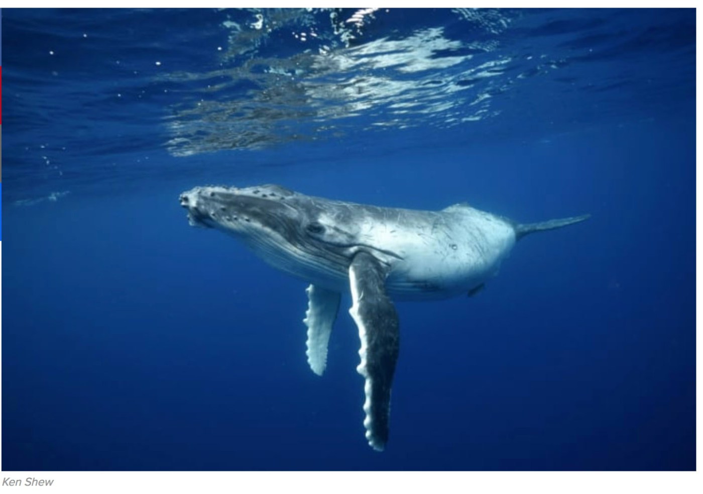 A Couple Of Facts About Humpback Whales | North Shore Shark Adventures