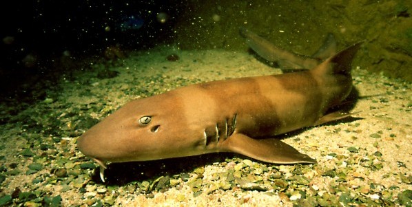 bābu shark