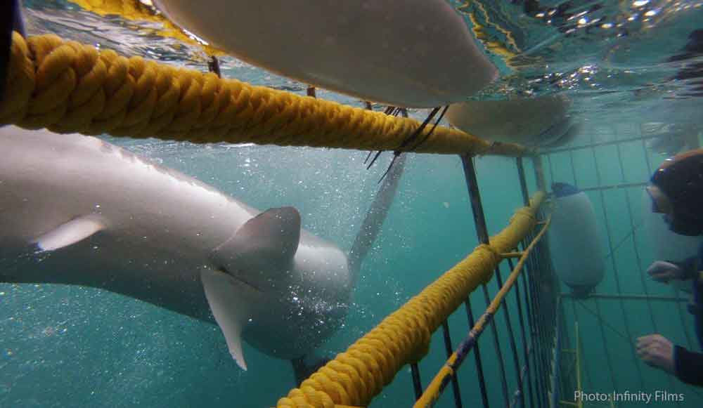 DID YOU KNOW THAT SOME SHARKS HAVE BELLY BUTTONS | North Shore Shark ...