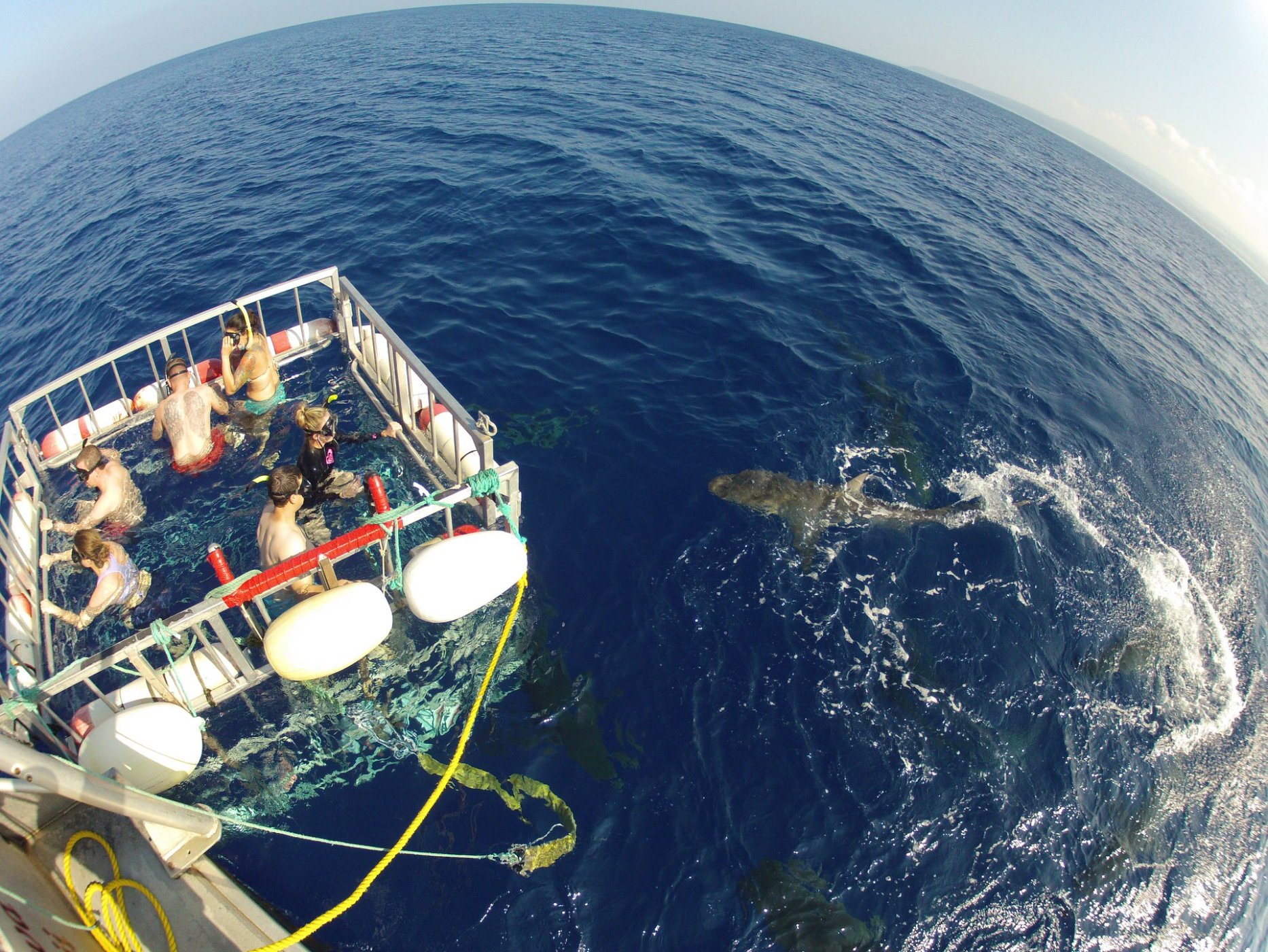 Shark Cage Diving Tour - Oahu, HI | North Shore Shark Adventures