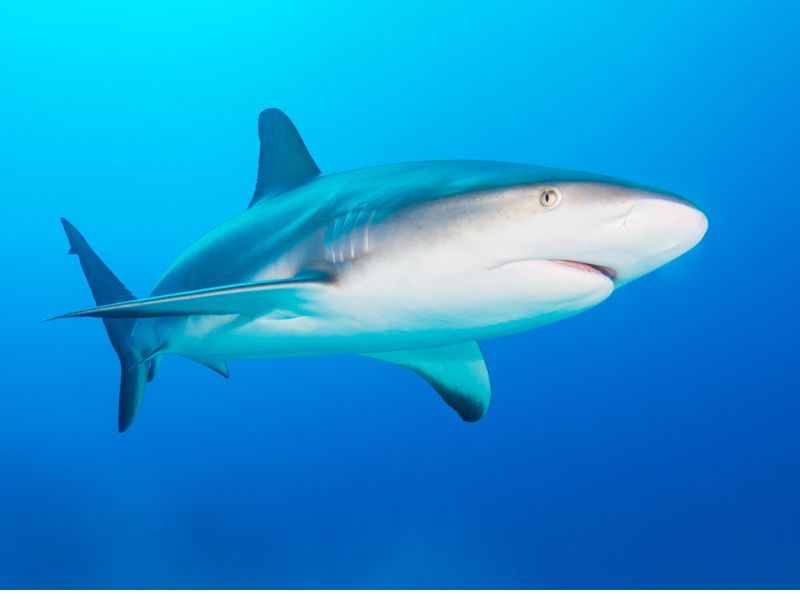 How Fast Do Sharks Swim? Five Amazing Facts